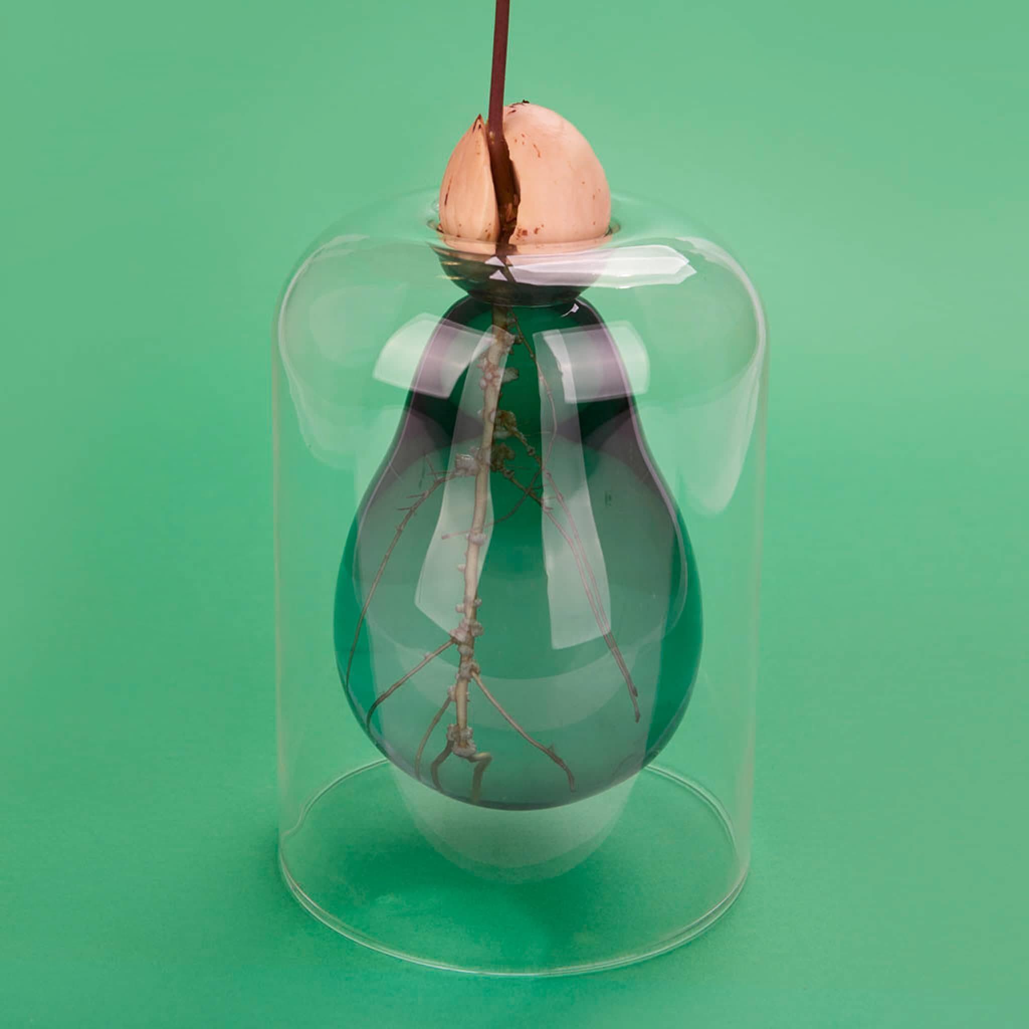 Avocado Seed Glass Vase | Buy online UK – Sous Chef UK