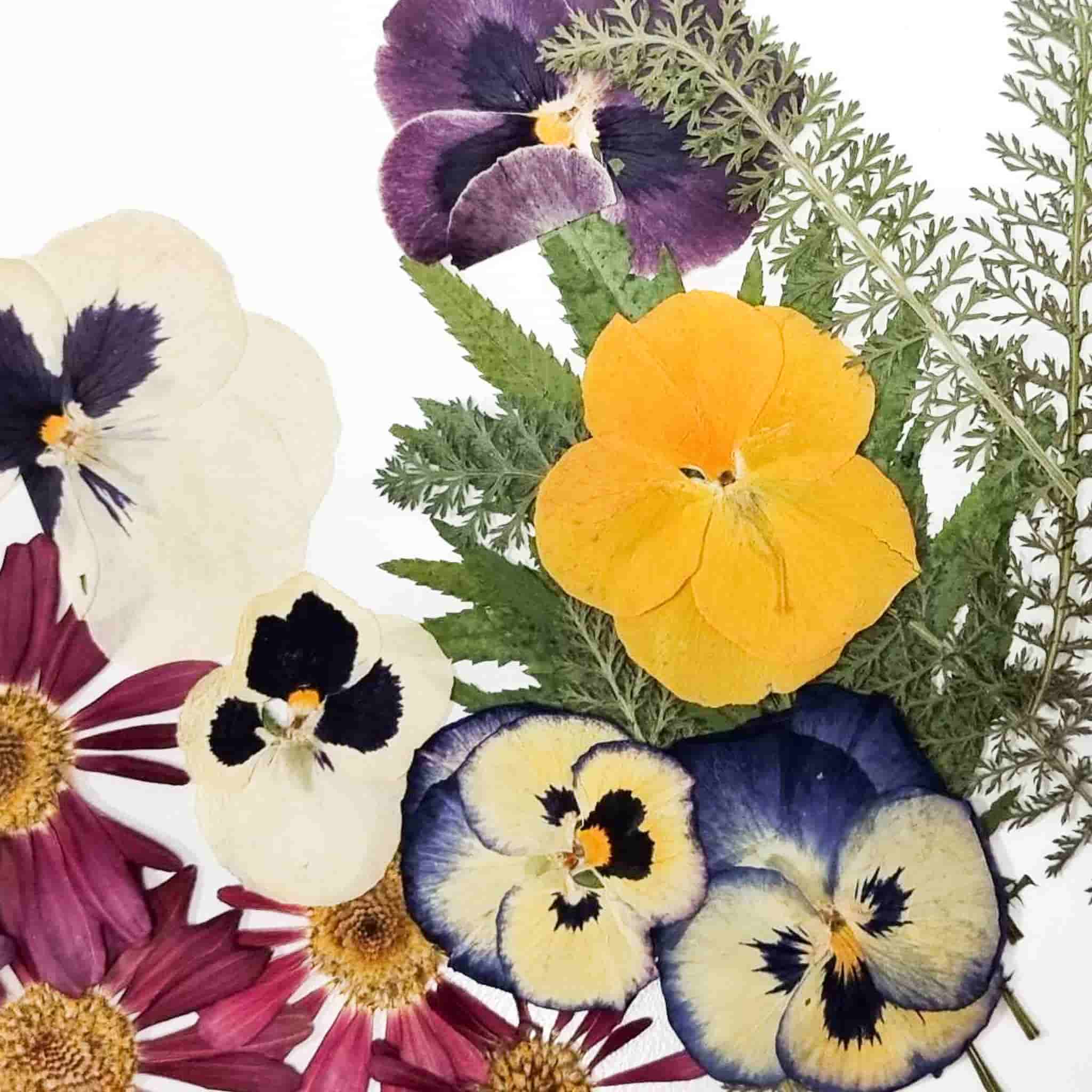 Edible Dried & Pressed Flower & Leaf Mix , 20 pieces | Buy online UK ...