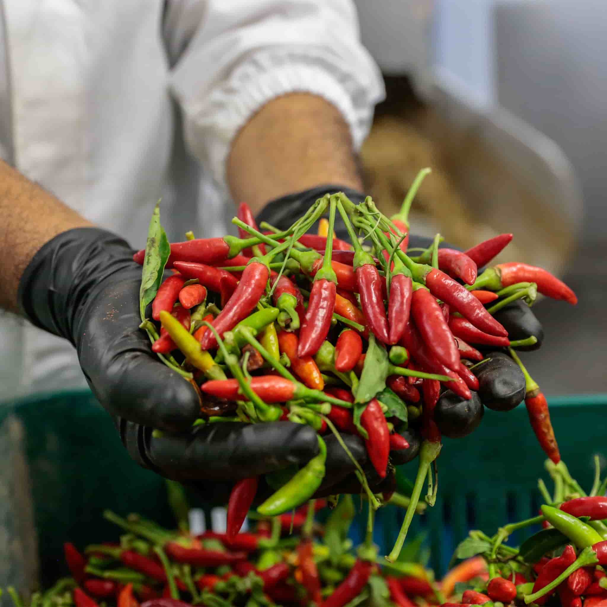 Galantino Olive Oil with Chilli in Terracotta Bottle 250ml | Buy online ...